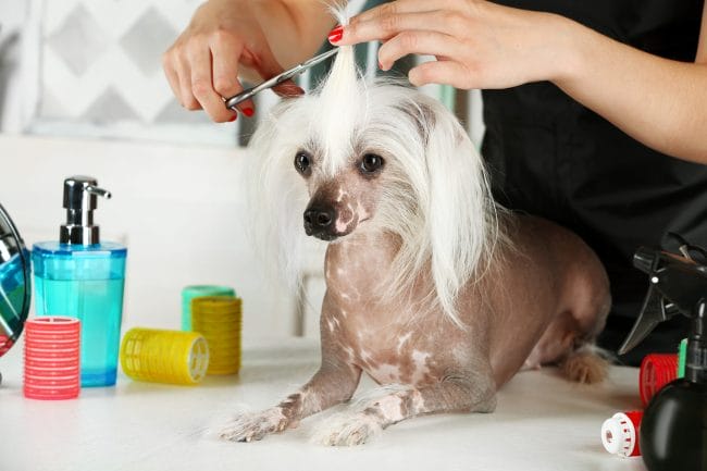 12 Mistakes You're Making With Your Dog (No Clothing Required) - Budget ...
