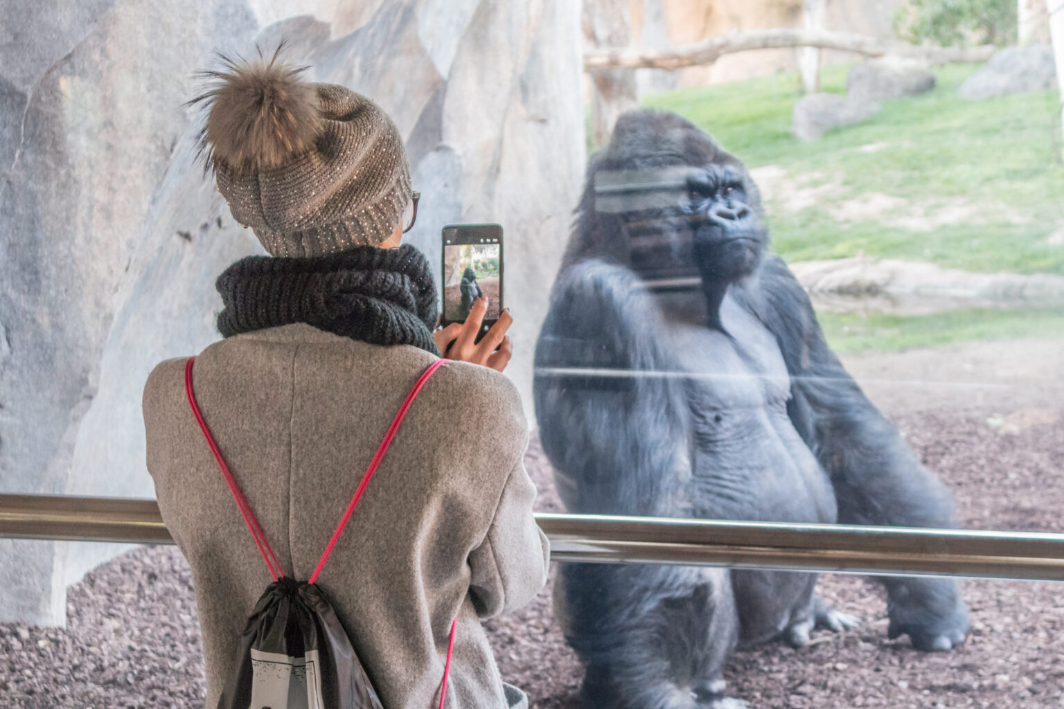 The Ugly Truth About Zoos: 12 Reasons Why They’re More Harmful Than ...