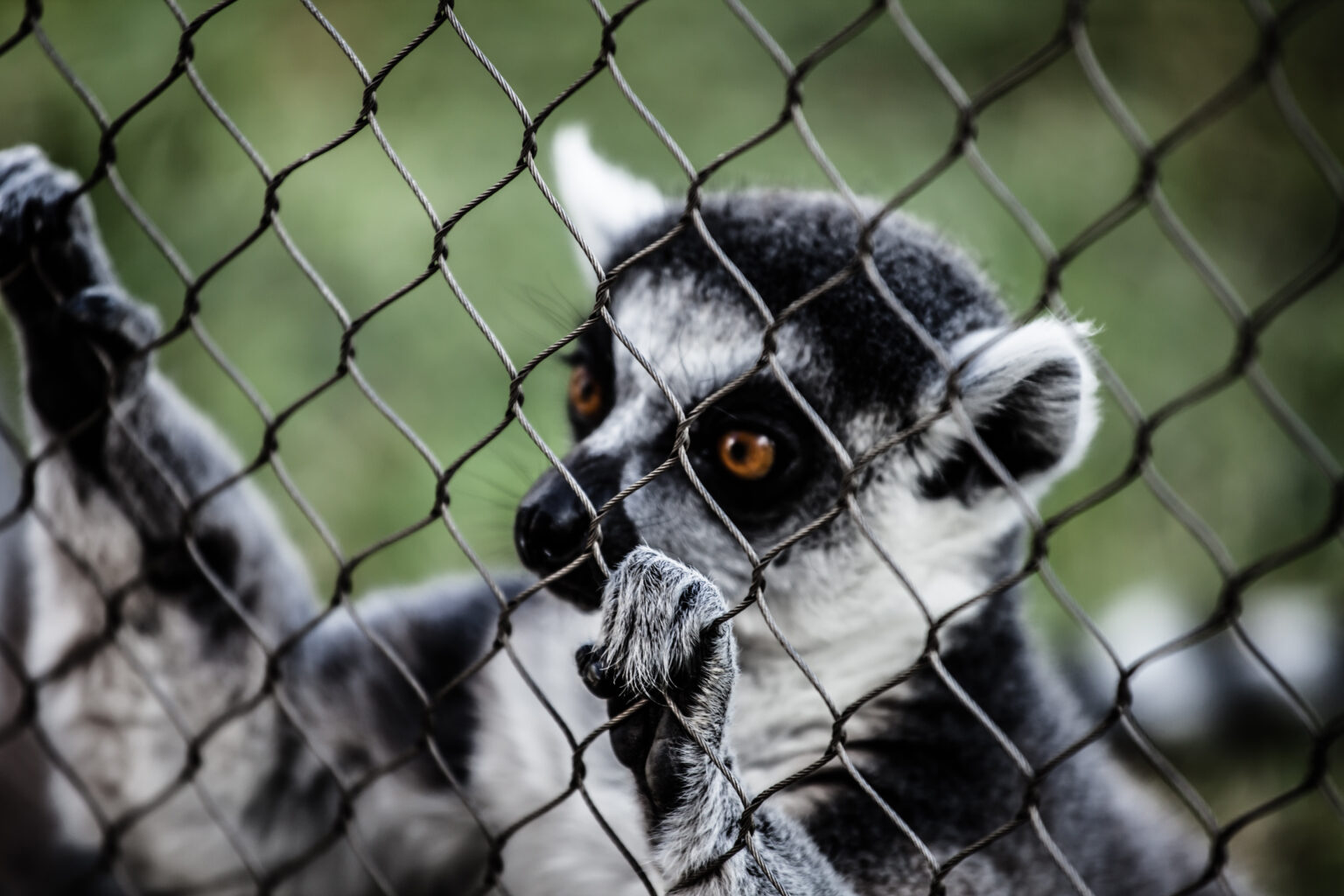 The Ugly Truth About Zoos: 12 Reasons Why They’re More Harmful Than ...