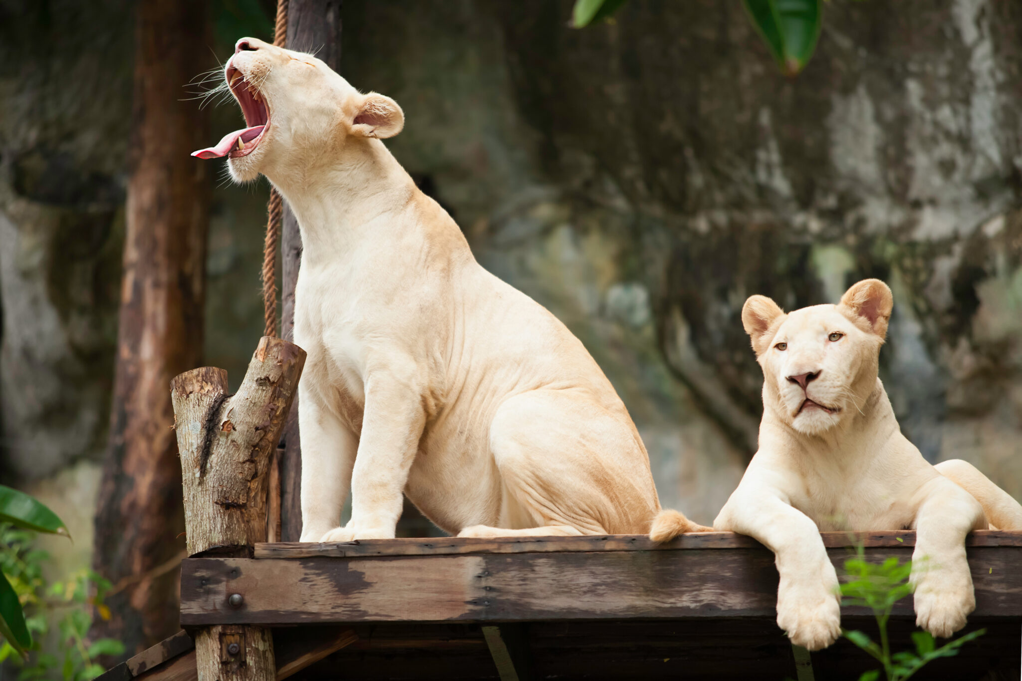 The Ugly Truth About Zoos: 12 Reasons Why They’re More Harmful Than ...