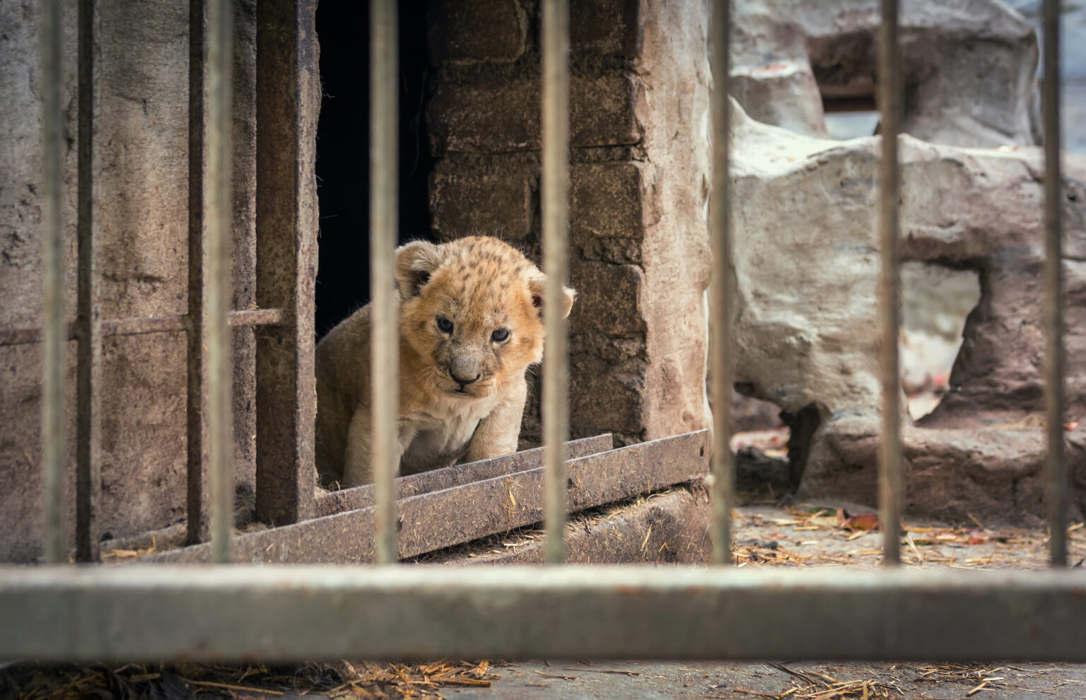 The Ugly Truth About Zoos: 12 Reasons Why They’re More Harmful Than ...