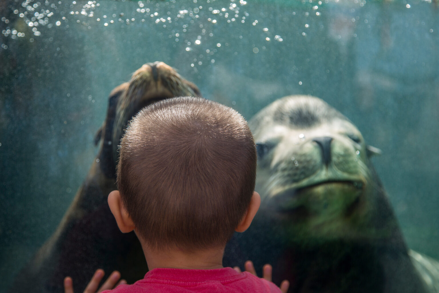 The Ugly Truth About Zoos: 12 Reasons Why They’re More Harmful Than ...