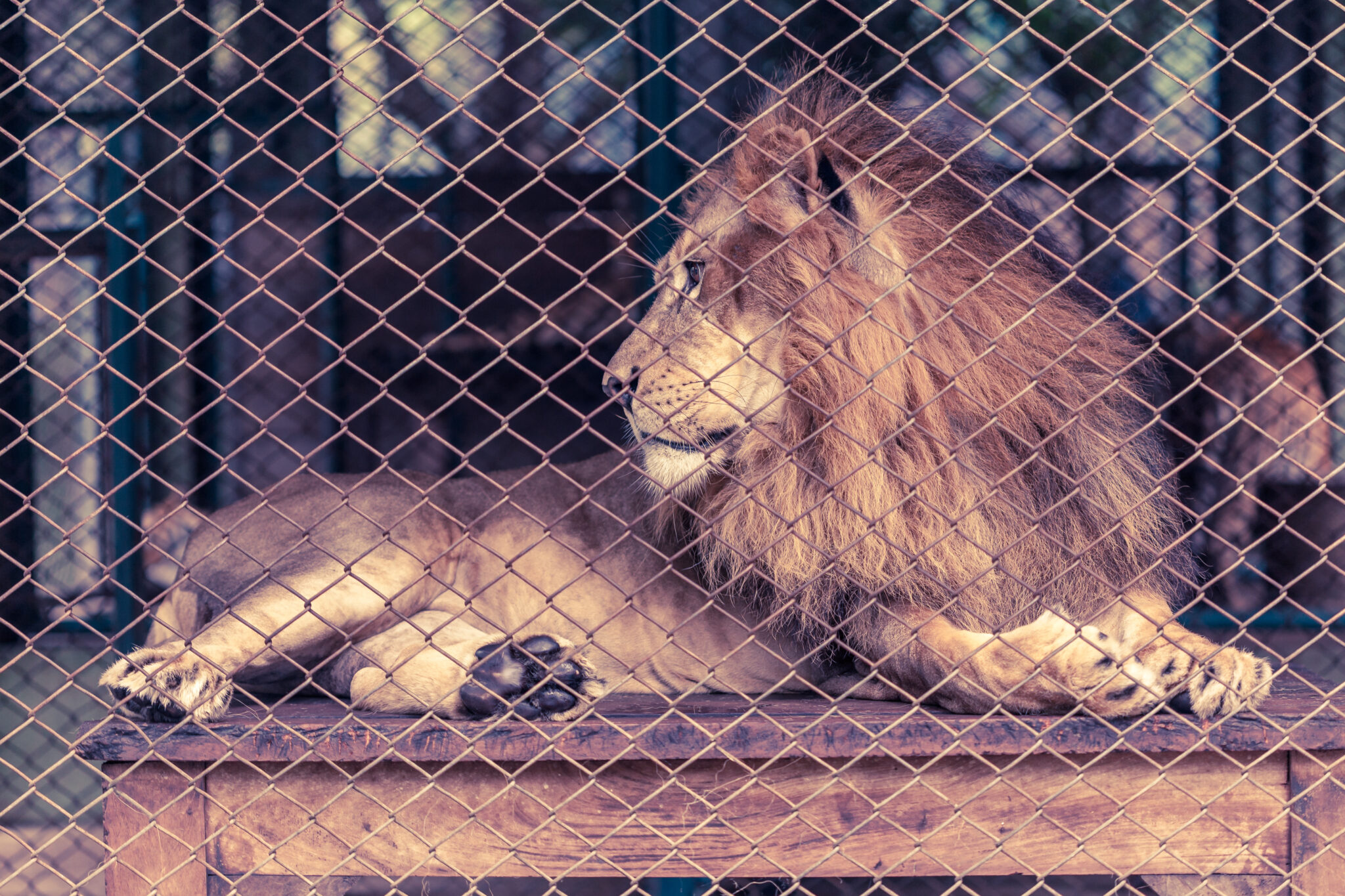 The Ugly Truth About Zoos: 12 Reasons Why They’re More Harmful Than ...