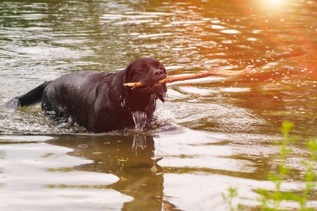 12 Mistakes You're Making With Your Dog (No Clothing Required) - Budget ...