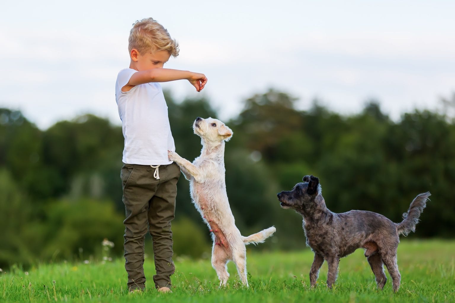 How Dogs Help With Emotional Regulation in Children
